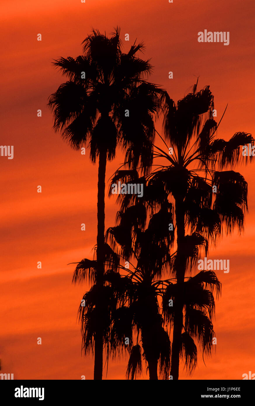 Balboa tree hi-res stock photography and images - Alamy