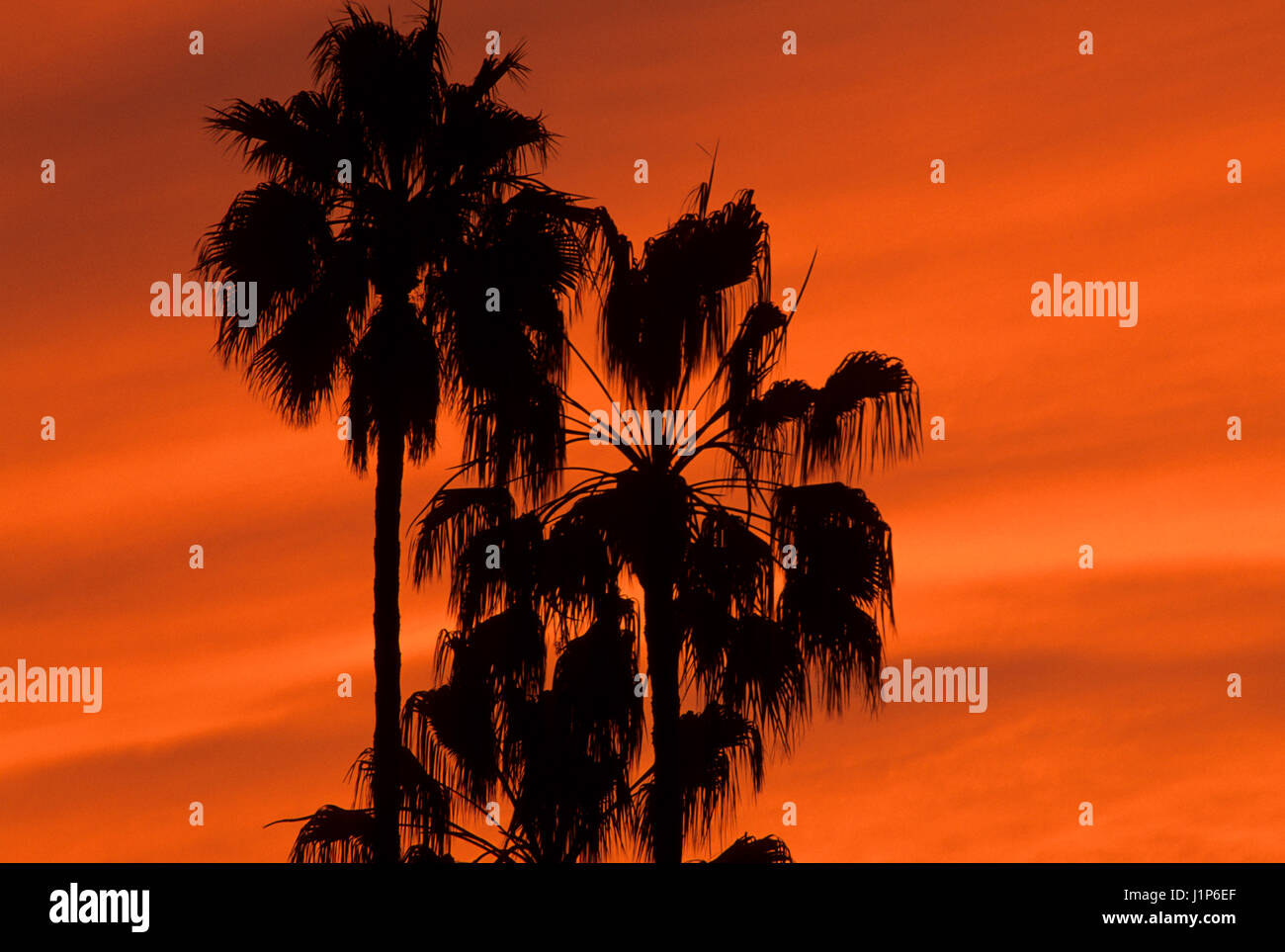 Balboa tree hi-res stock photography and images - Alamy