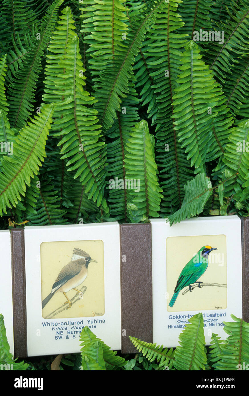 Exhibit signs in ferns, San Diego Zoo, Balboa Park, San Diego ...