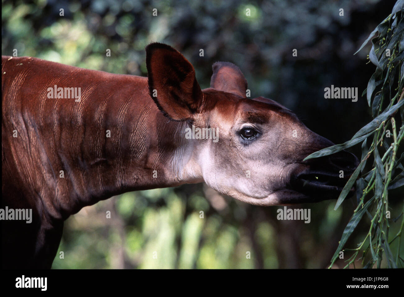 Okapi, San Diego Zoo, Balboa Park, San Diego, California Stock Photo ...