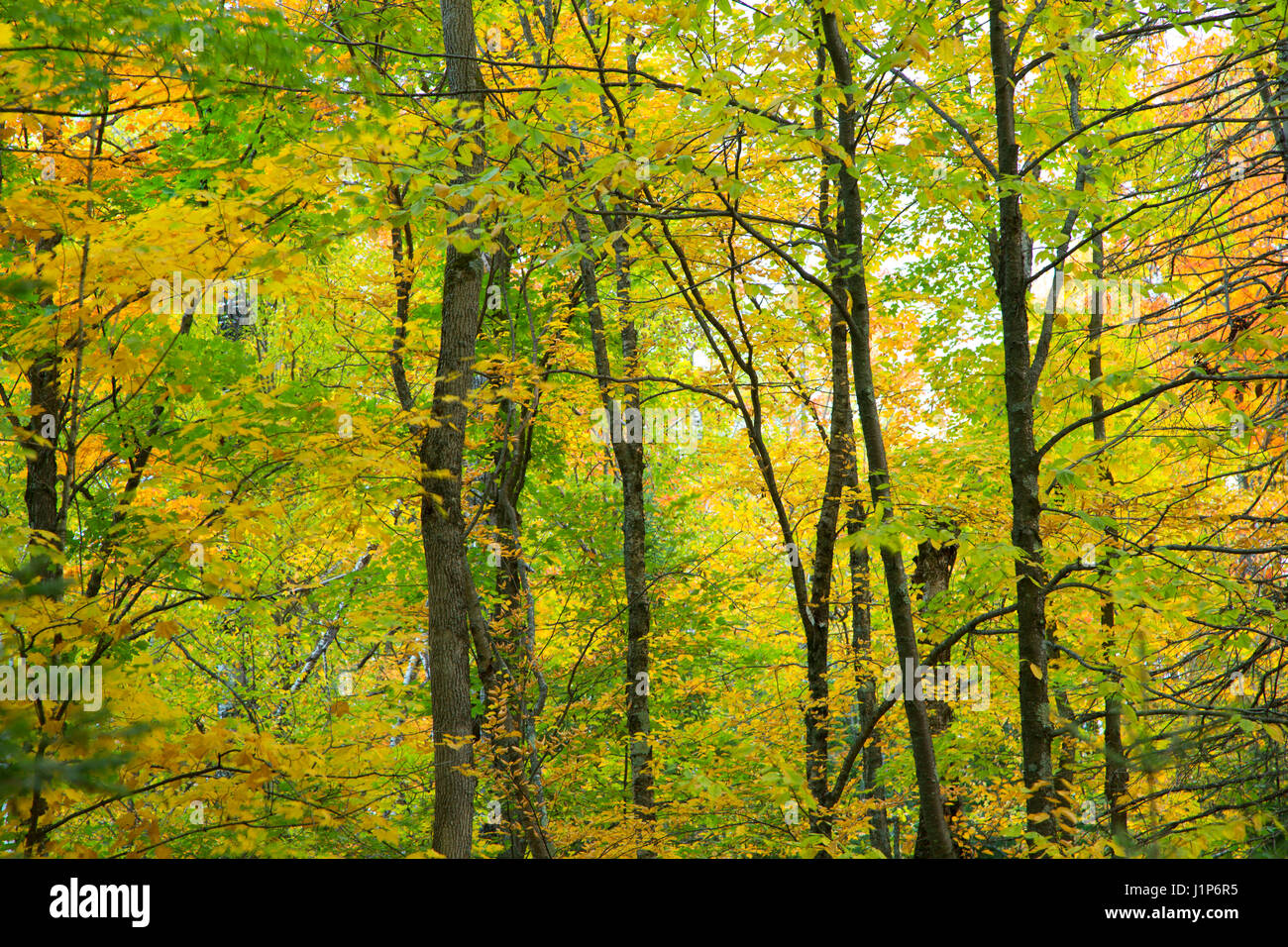 Wisconsin nicolet trail hi-res stock photography and images - Alamy