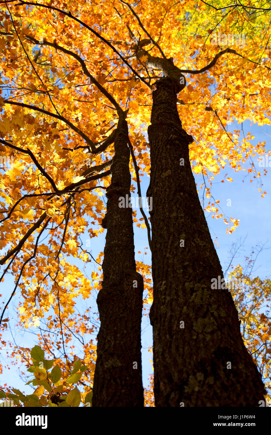 Forest along Raven Nature Trail, Northern Highland American Legion ...