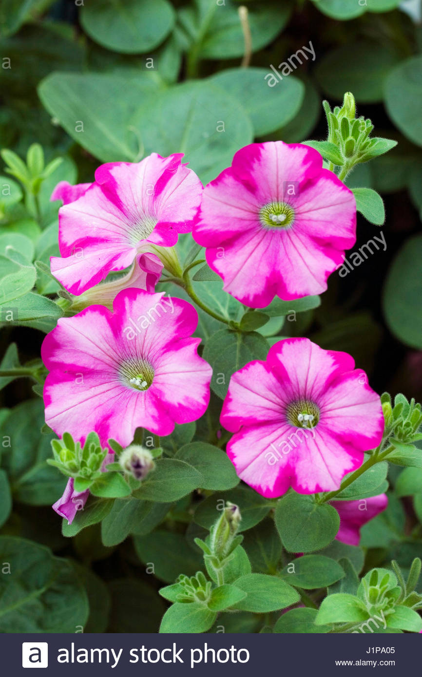 Supertunia Stock Photos & Supertunia Stock Images - Alamy