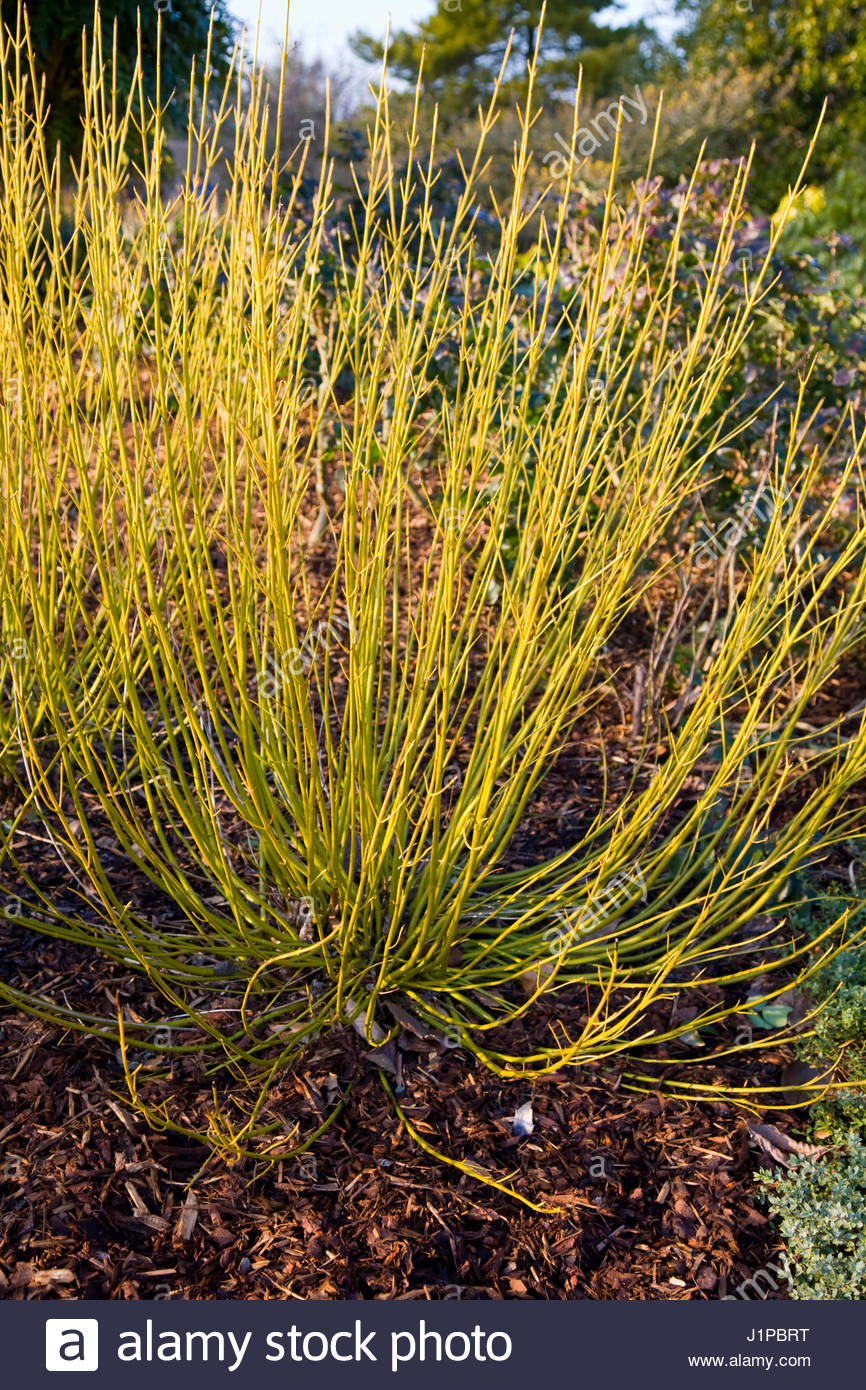 CORNUS SERICEA 'FLAVIRAMEA' Stock Photo: 138789836 - Alamy