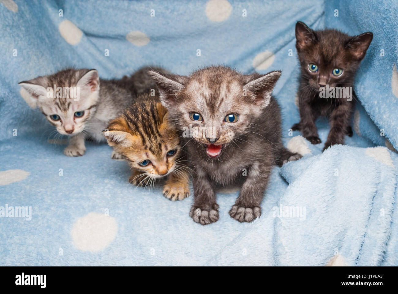 Nail teeth hi-res stock photography and images - Alamy