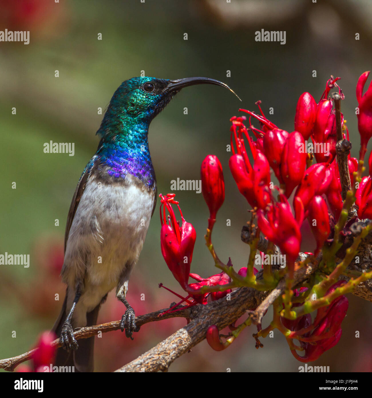White-breasted sunbird in Kruger national park, South Africa ; Specie ...