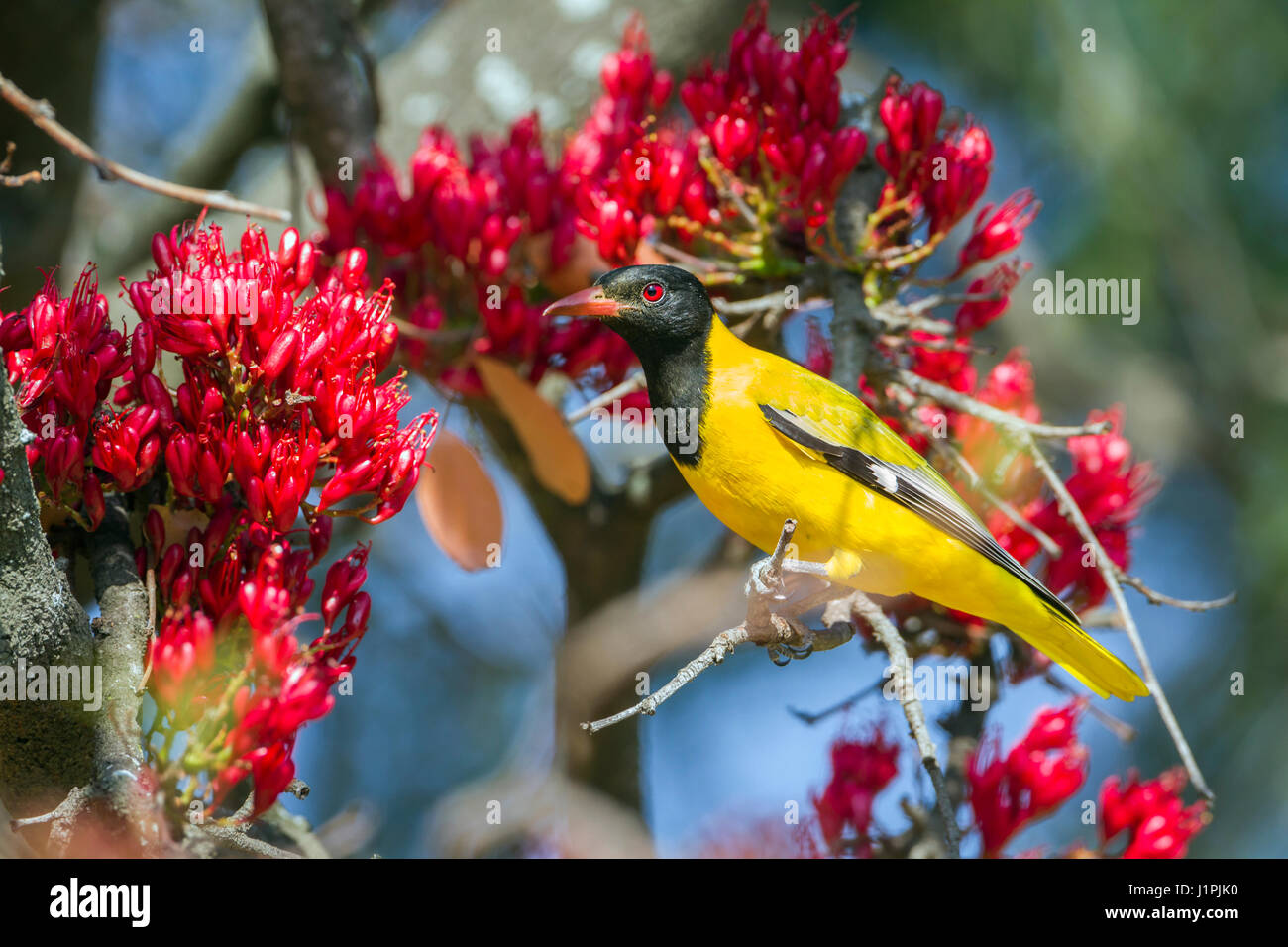 African oriole hi-res stock photography and images - Alamy