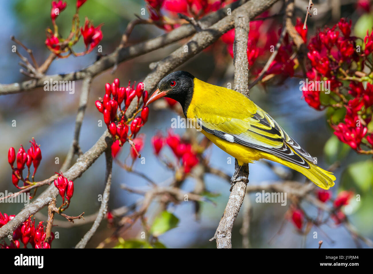 African oriole hi-res stock photography and images - Alamy