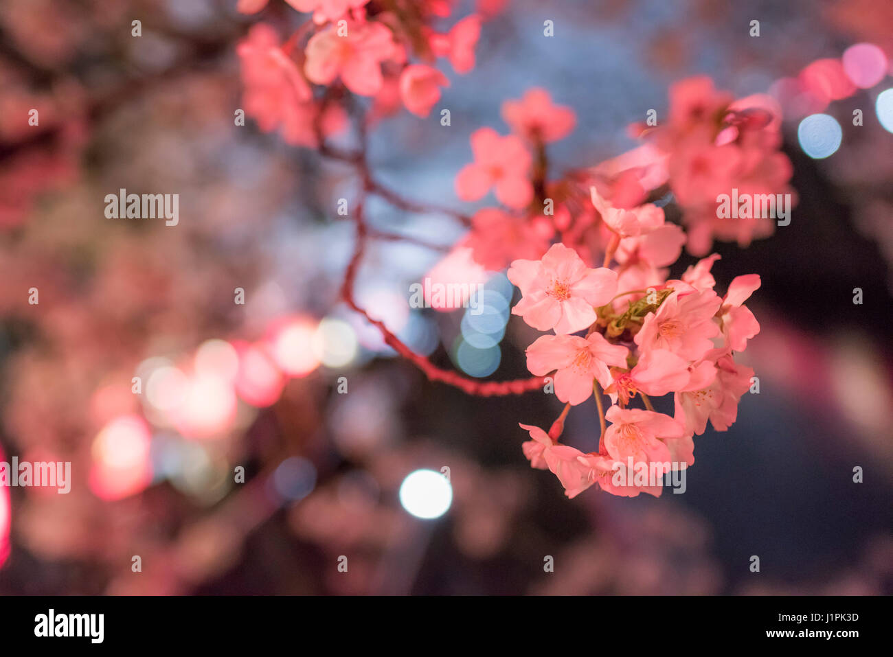 Cherry blossom, Meguro River, Meguro-Ku, Tokyo, Japan Stock Photo - Alamy