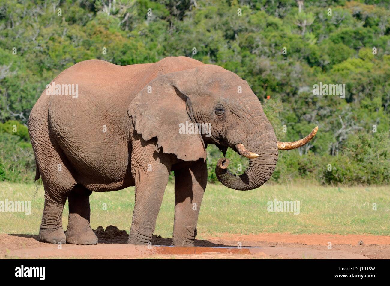 African bush elephant (Loxodonta africana), bull drinking at waterhole ...