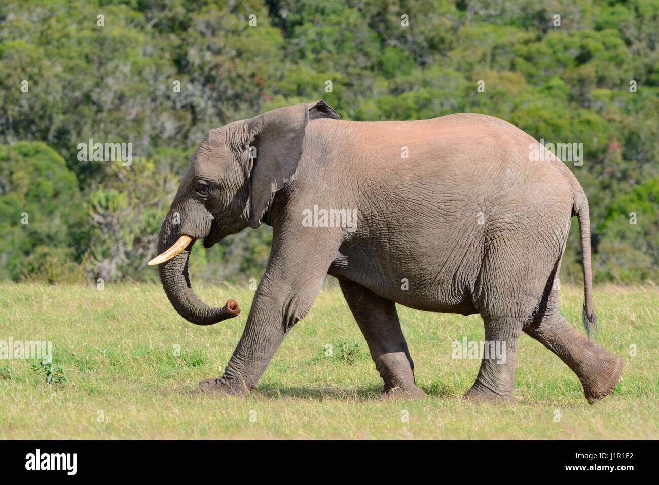 Big male african bush elephant hi-res stock photography and images - Alamy