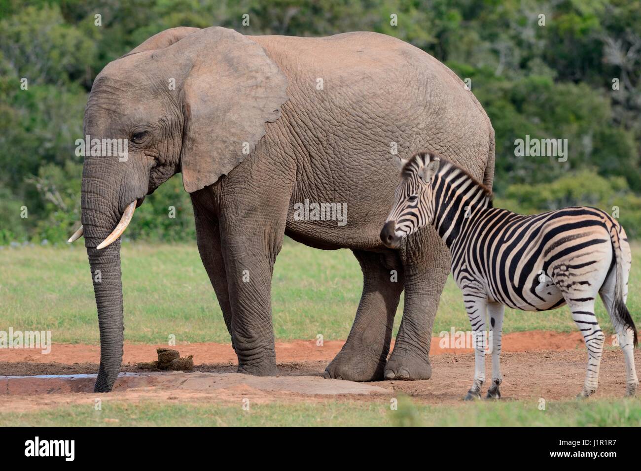 African savanna elephant zebra hi-res stock photography and images - Alamy