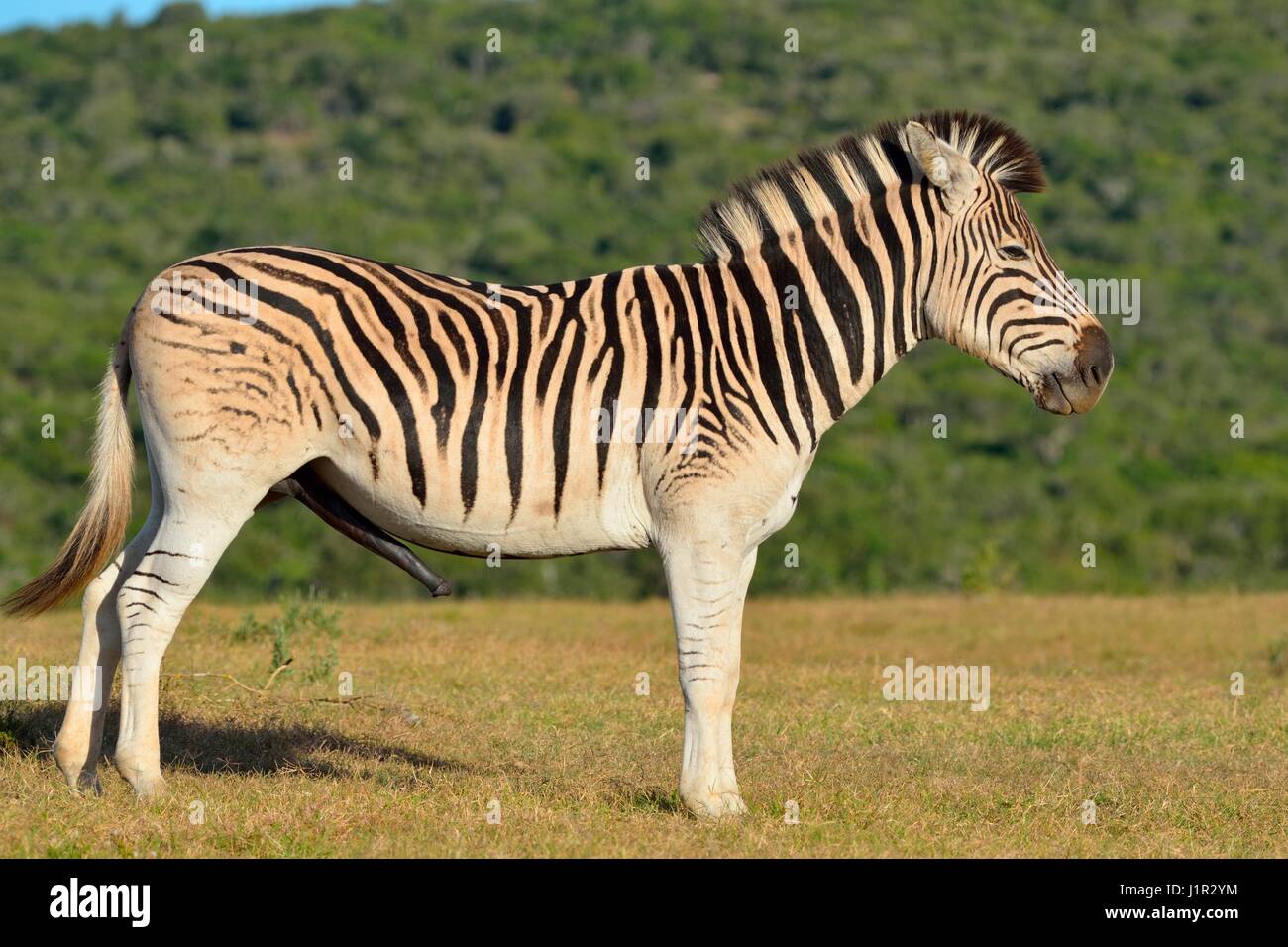 Burchell's zebra (Equus quagga burchellii), with erect penis, in ...