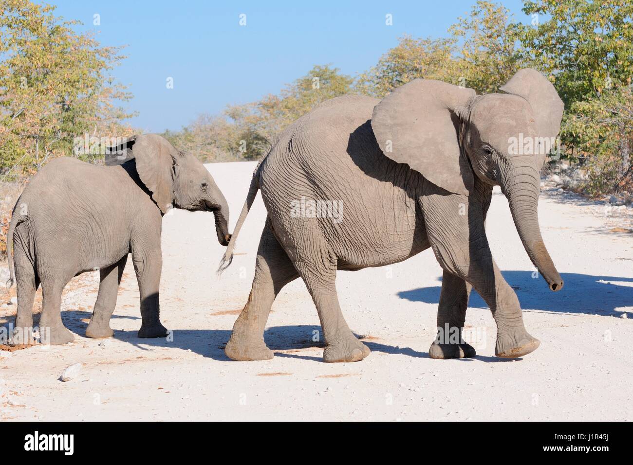2 elephant calves hi-res stock photography and images - Alamy