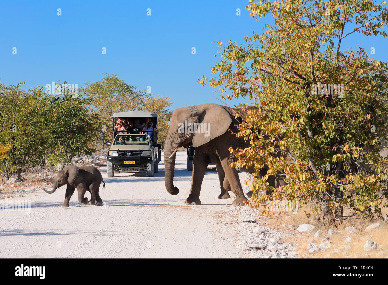 Baby elephant crossing road hi-res stock photography and images - Alamy