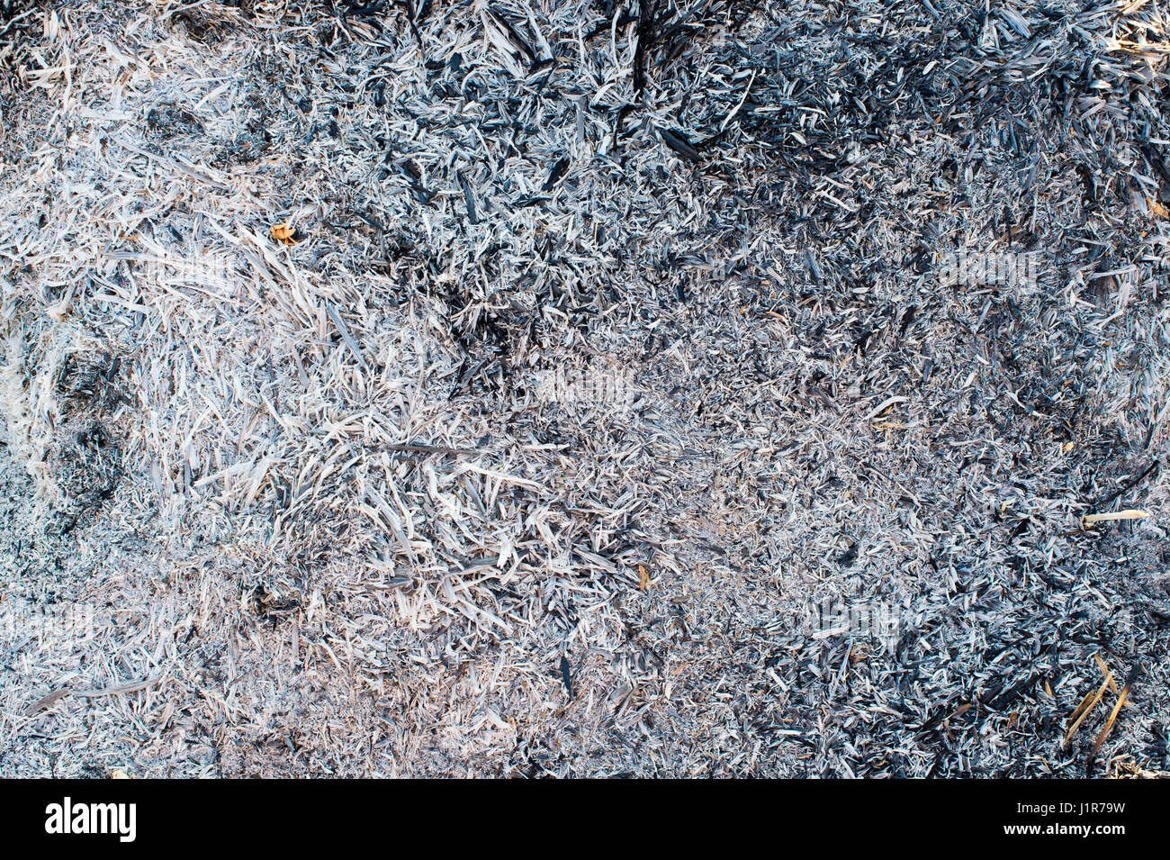 Ground ash hi-res stock photography and images - Alamy