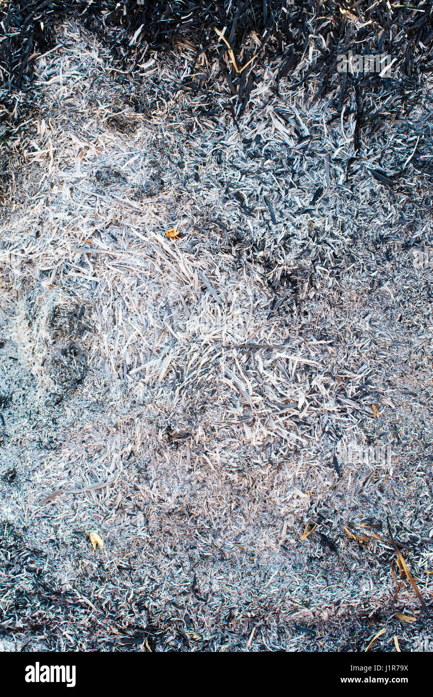 Ground ash hi-res stock photography and images - Alamy