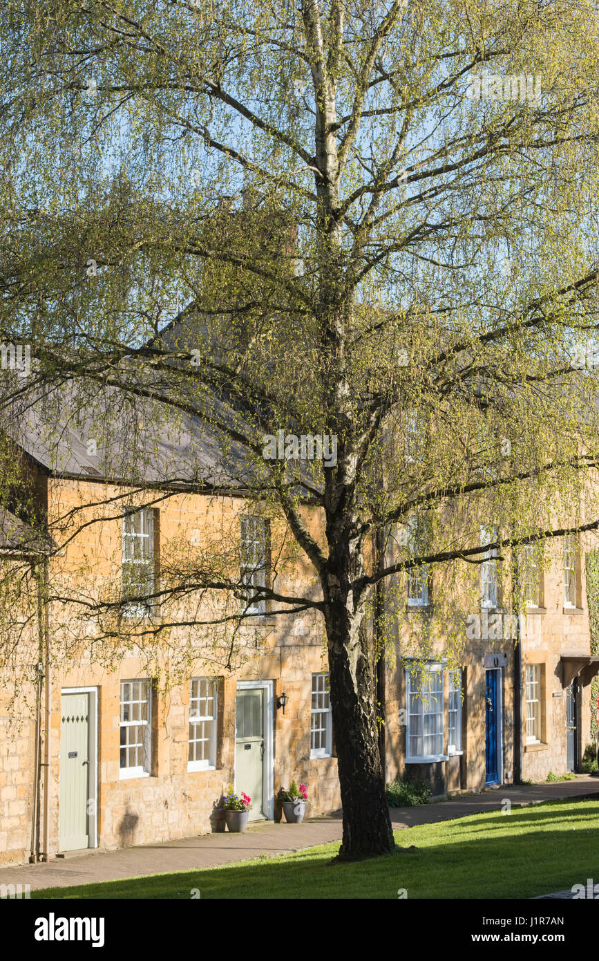 Row of attached cottages and a silver birch tree in the spring sunshine ...