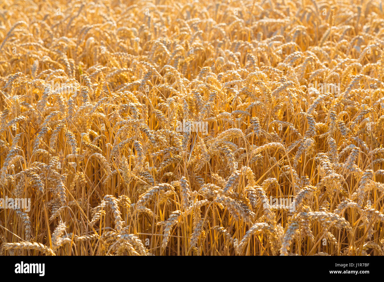 Wheatfield, wheat (Triticum aestivum), ripe ears of wheat, Saxony ...