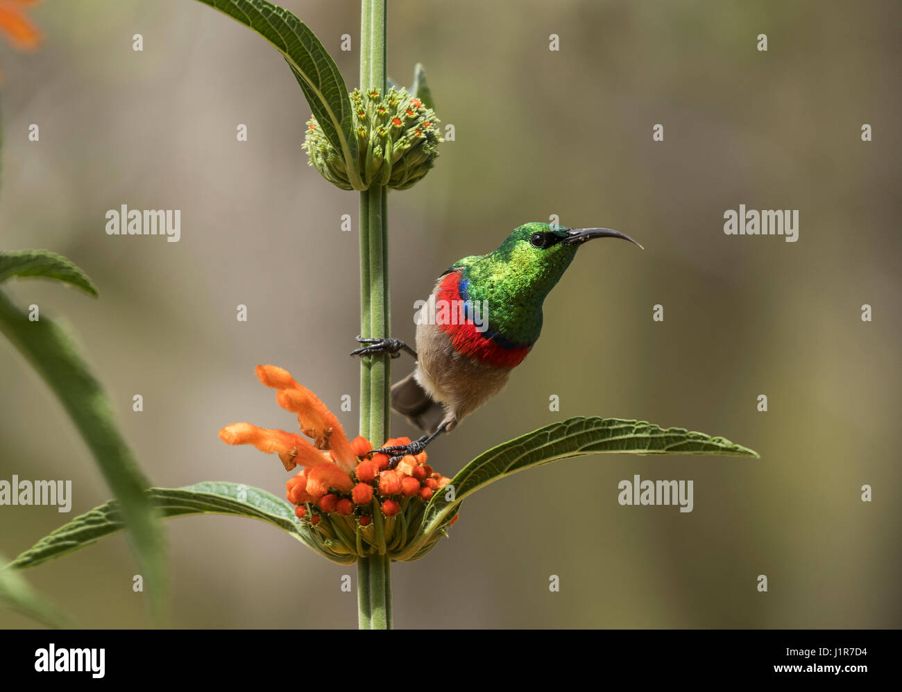 Southern Double-collared Sunbird (Cinnyris chalybeus), sitting on ...