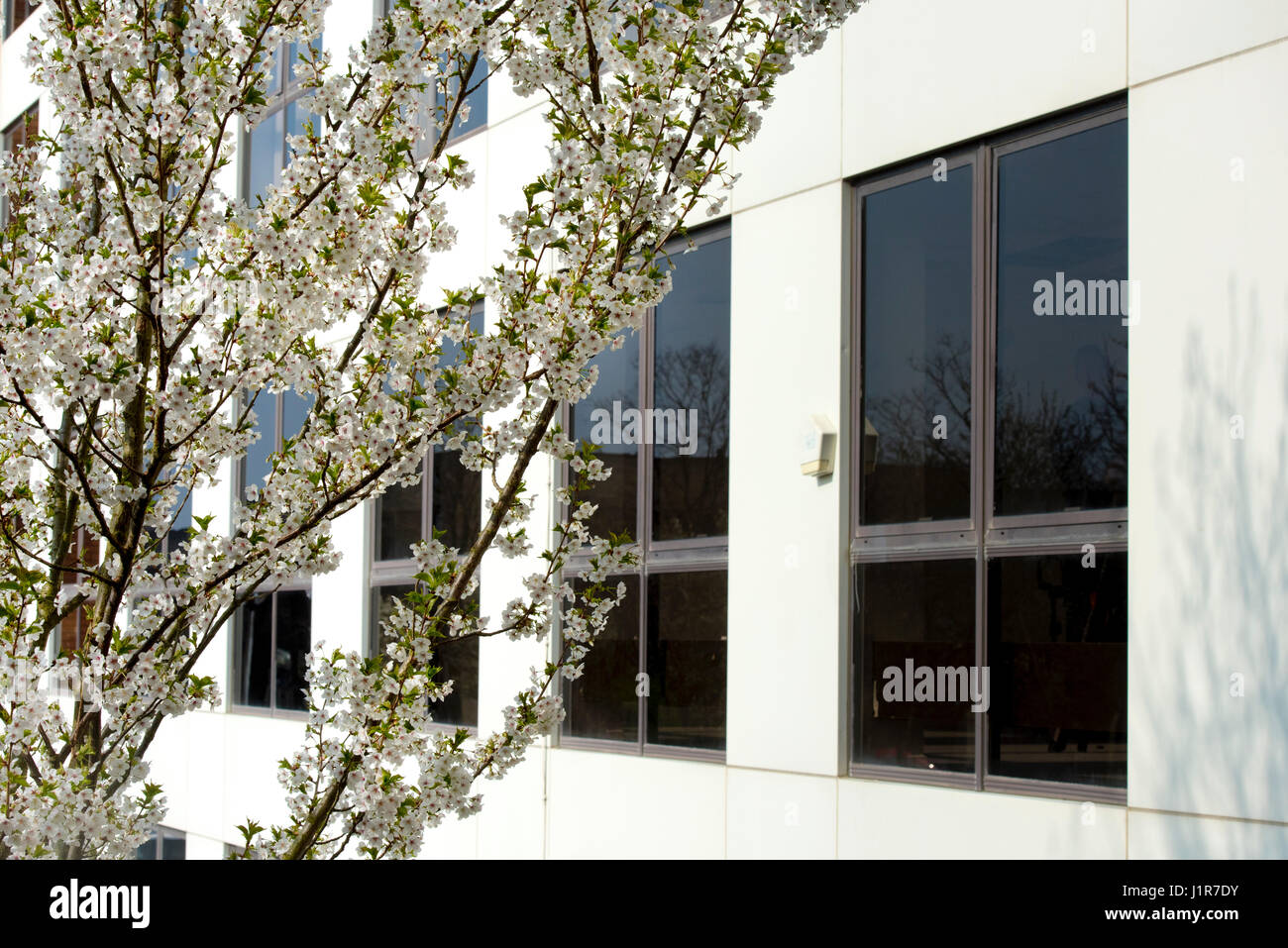 Cherry tree blossom in front of an office block in Milton Keynes ...