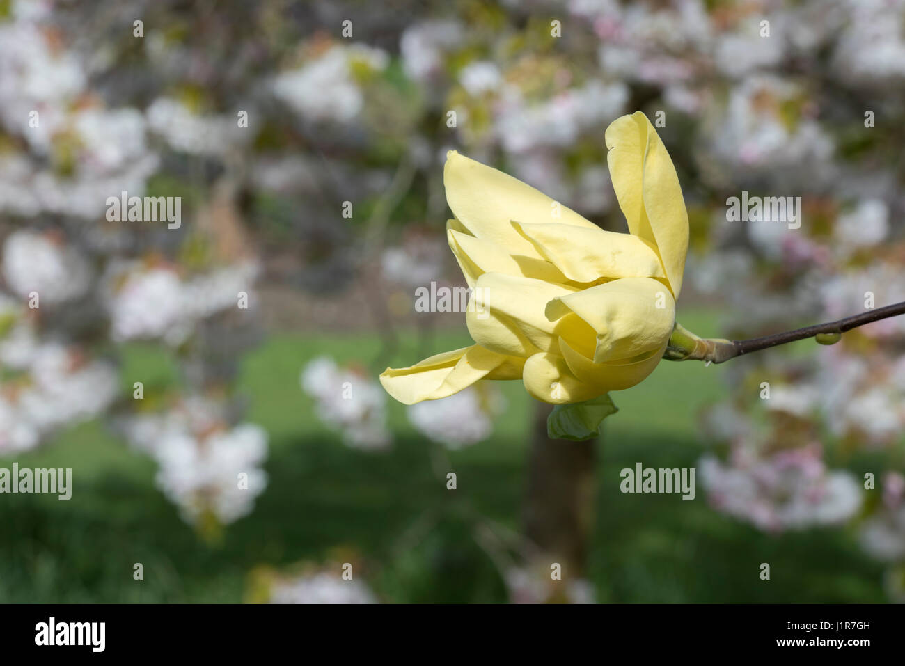 Magnolia acuminata 'Honey Liz' flower in April. Yellow flowering ...