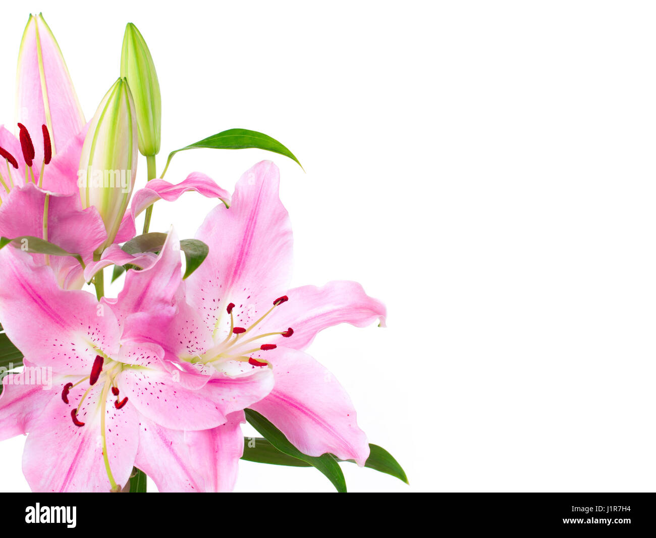 Pink lilies bunch isolated on white background Stock Photo - Alamy