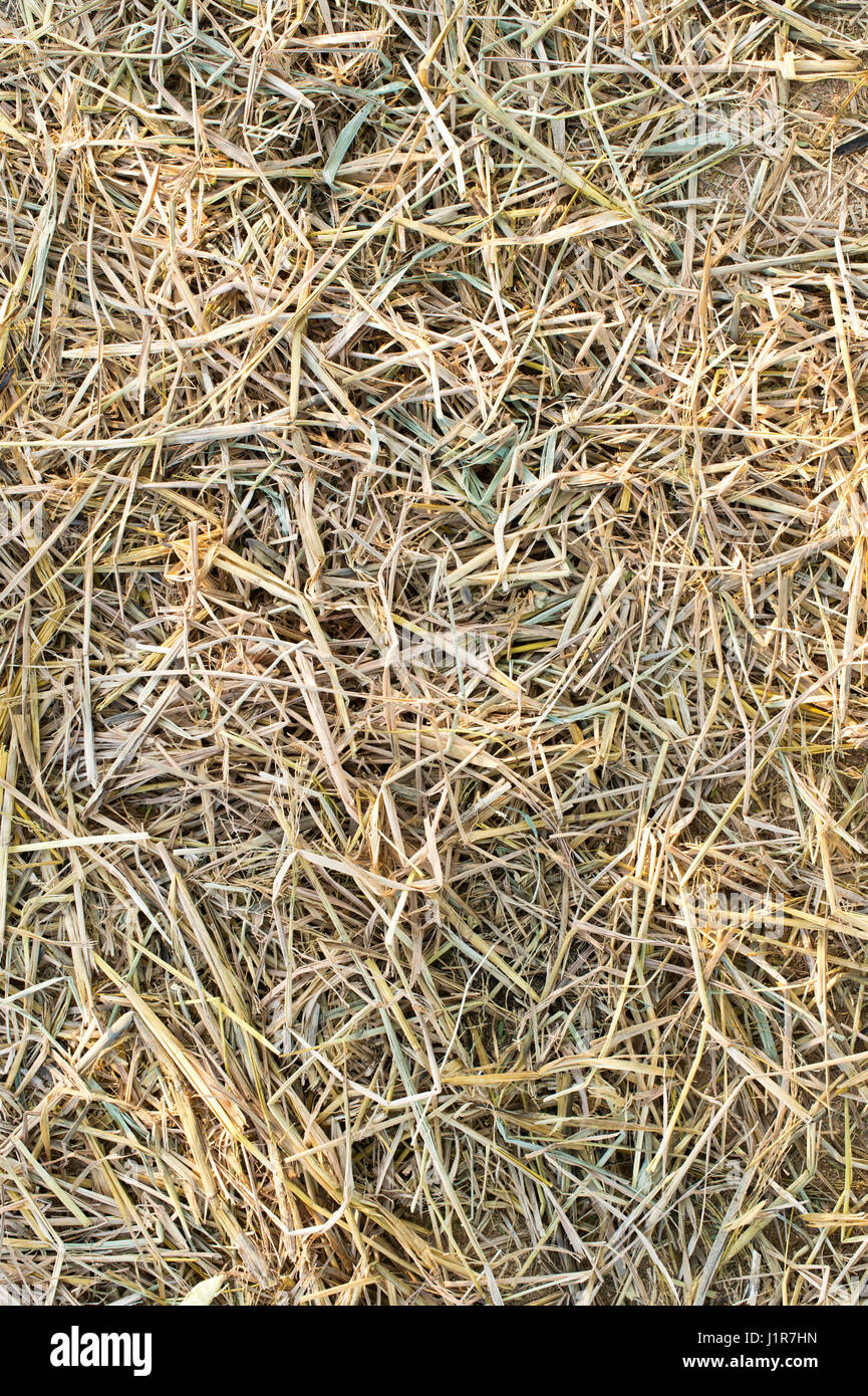 Dried Rice straw stalks texture pattern in the Indian countryside ...