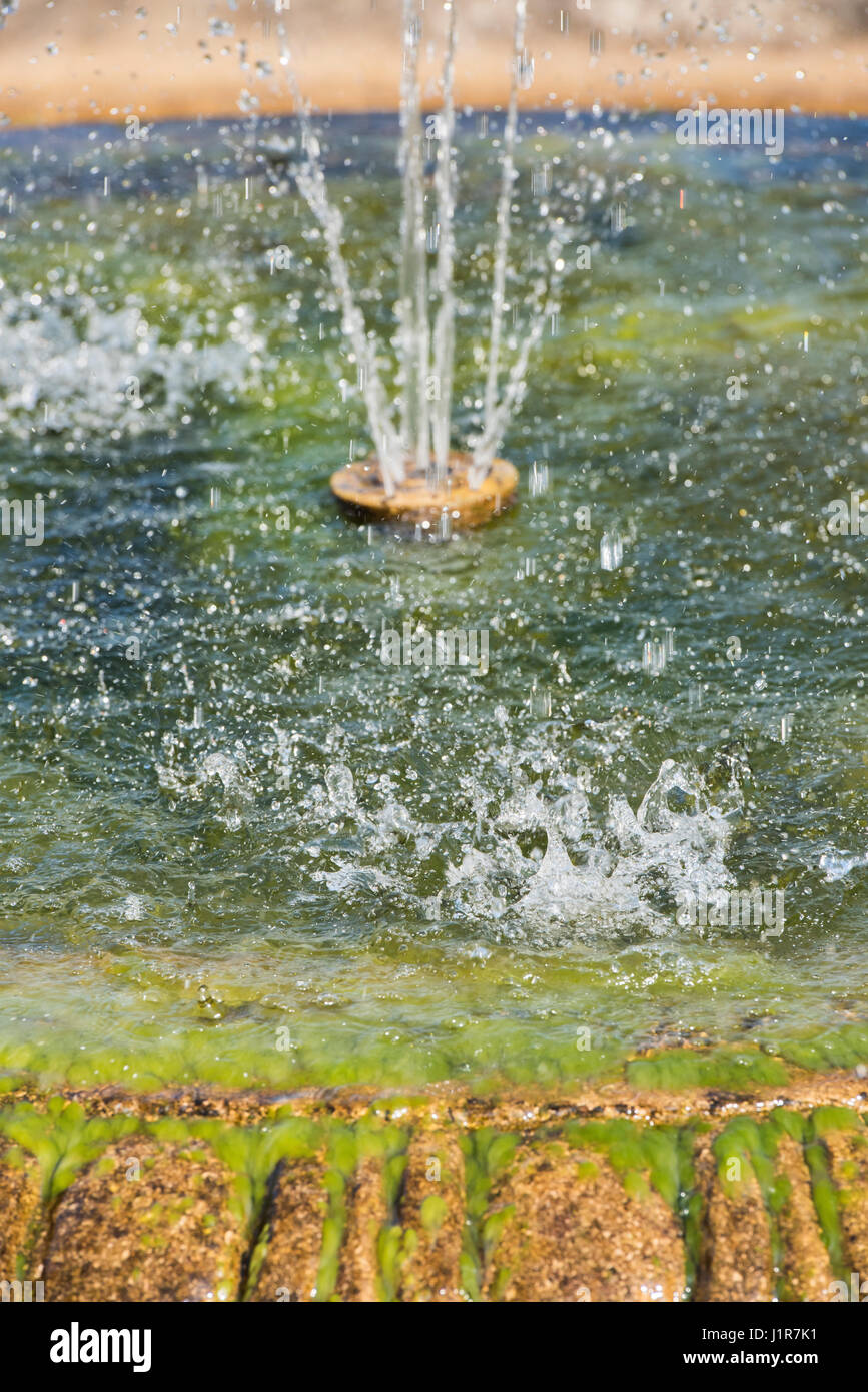 Garden water feature algae hi-res stock photography and images - Alamy