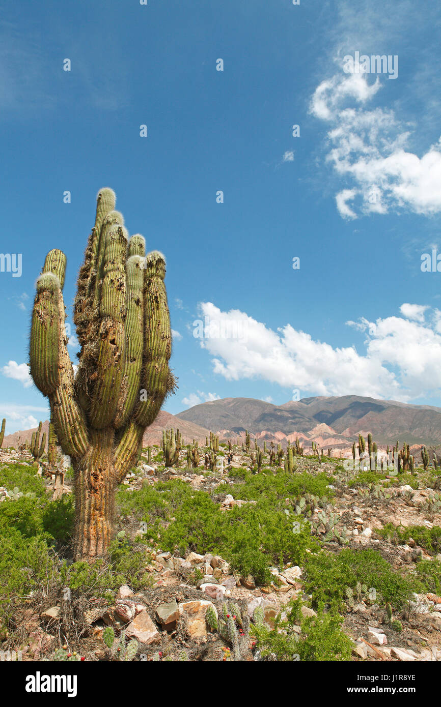Landscape with Echinopsis Atacamensis (Trichocereus pasacana), Pucará ...