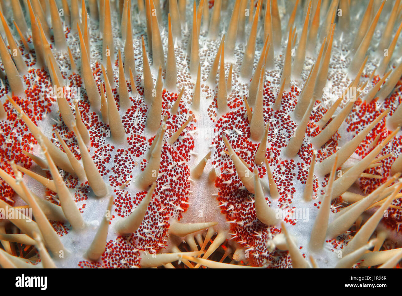 Crown-of-thorns starfish (Acanthaster planci), detail, thorns, spines ...