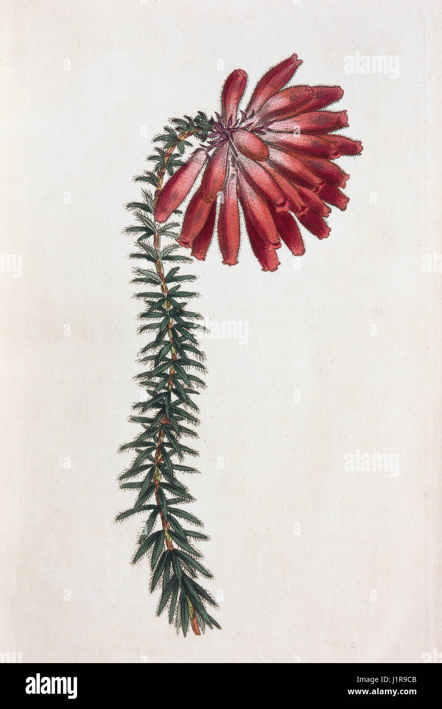 Erica cerinthoides (Erica cerinthoides), hand-colored copper engraving ...