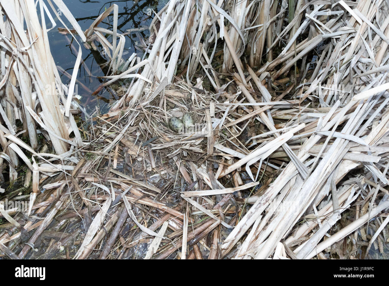 Larus ridibundus. The nest of the Black-headed in nature Stock Photo ...