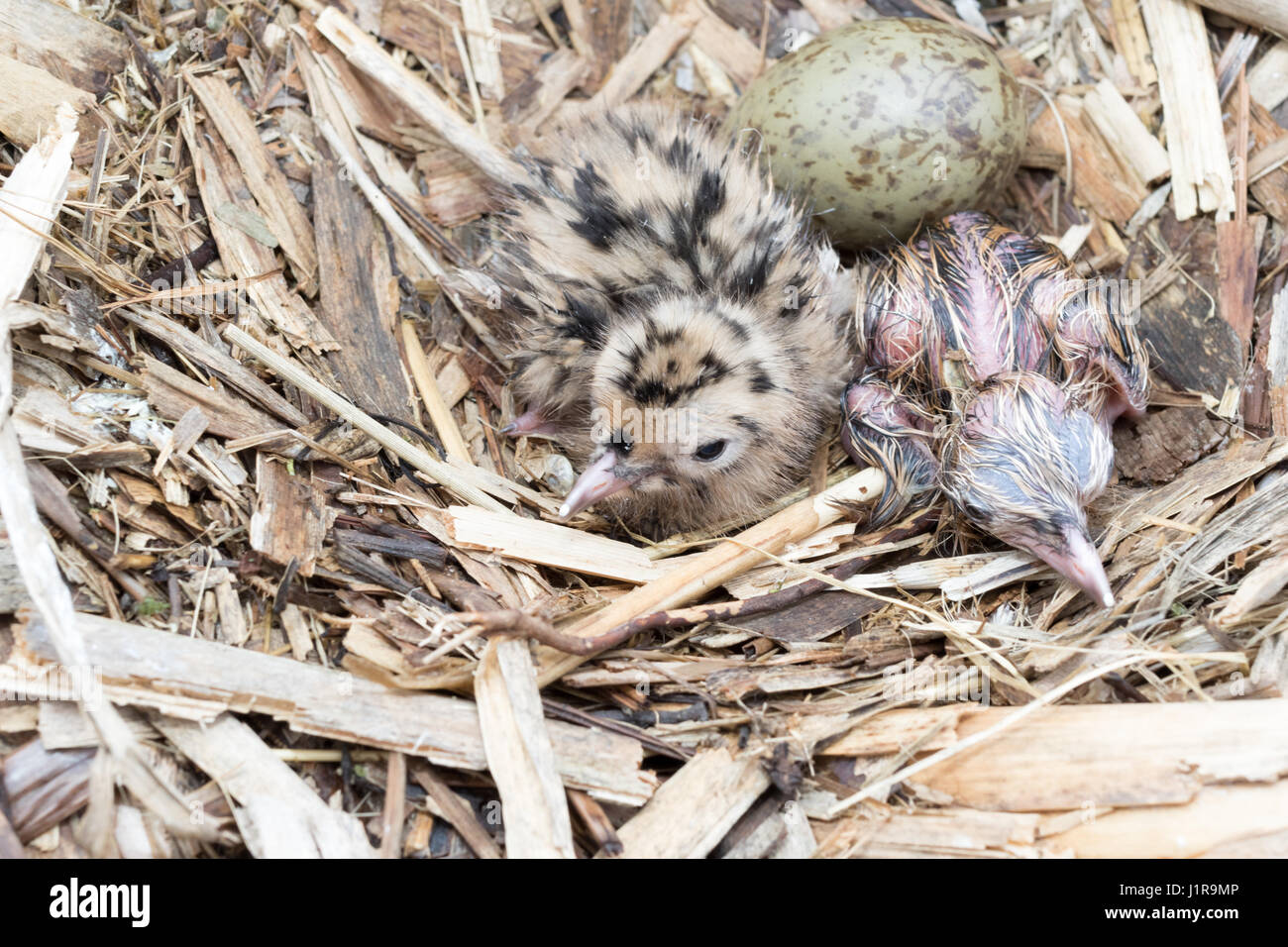 Larus ridibundus. The nest of the Black-headed in nature Stock Photo ...