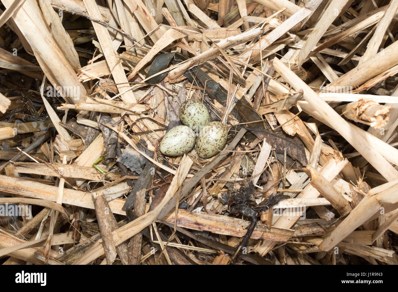 Larus ridibundus. The nest of the Black-headed in nature Stock Photo ...
