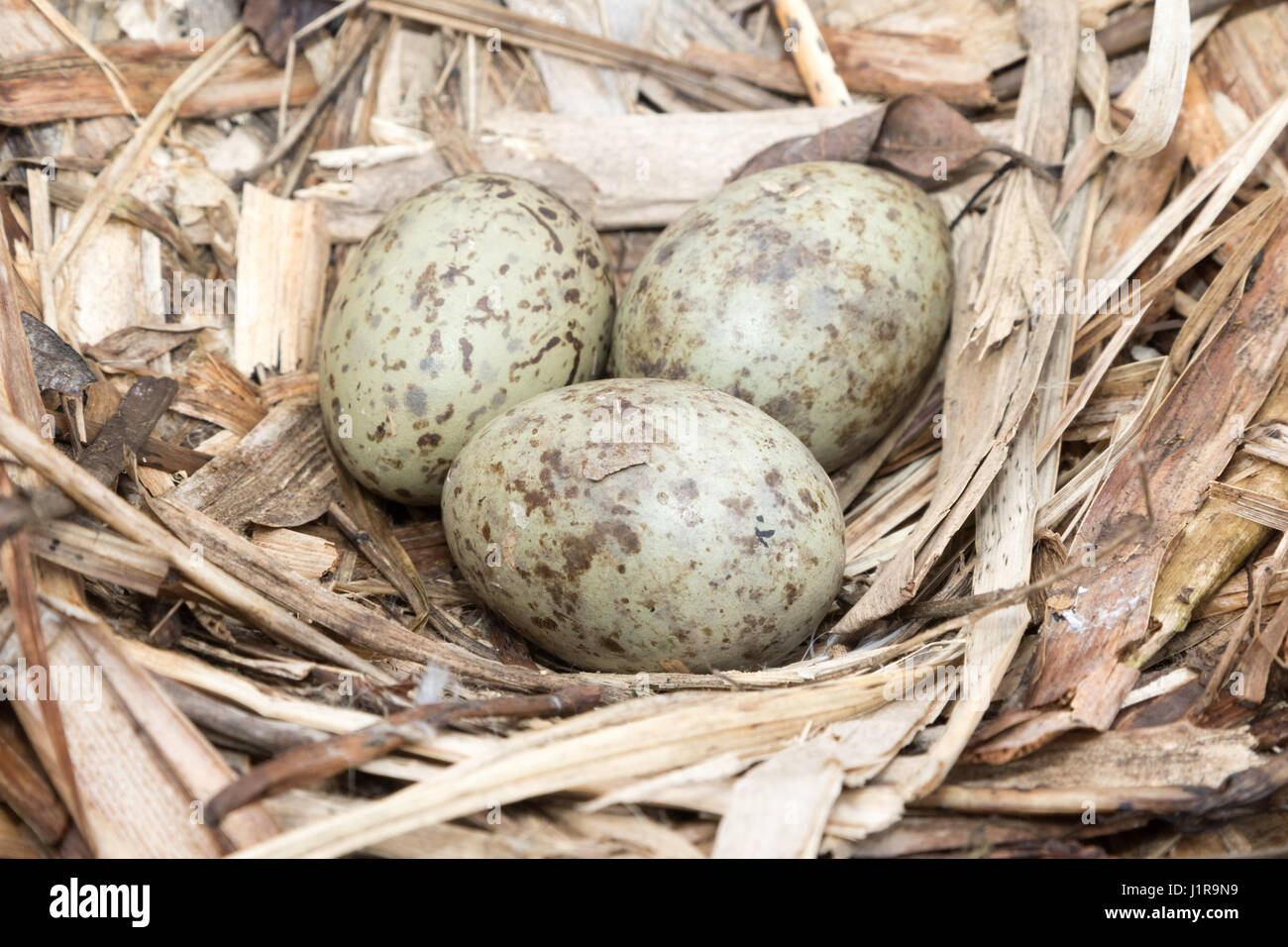 Larus ridibundus. The nest of the Black-headed in nature Stock Photo ...