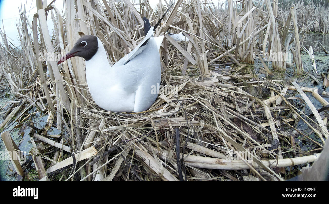 Larus ridibundus. The nest of the Black-headed in nature Stock Photo ...