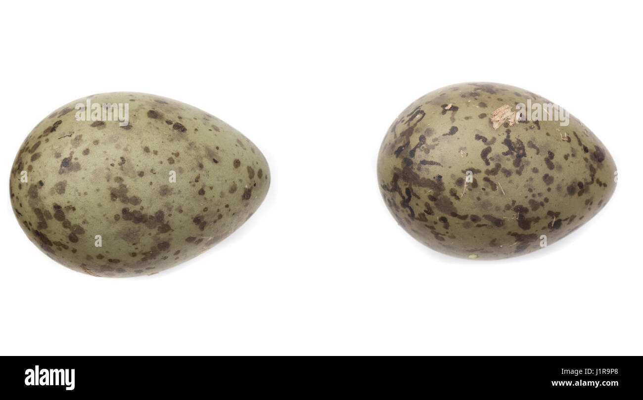 Larus ridibundus. The eggs of the Black-headed in front of white ...