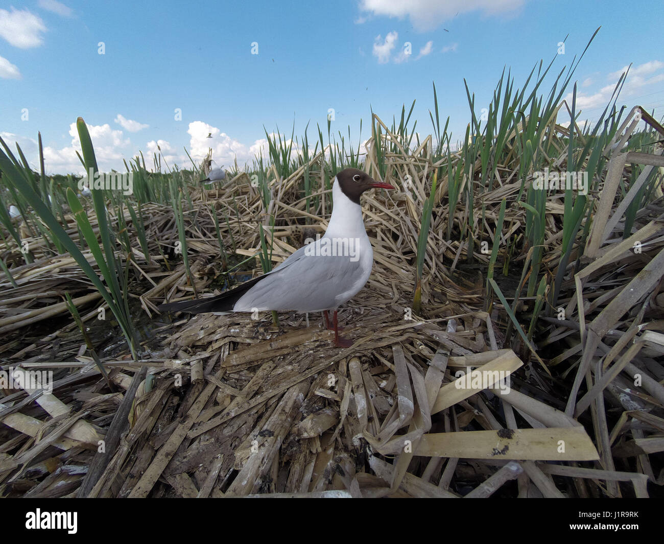 Larus ridibundus. The nest of the Black-headed in nature Stock Photo ...