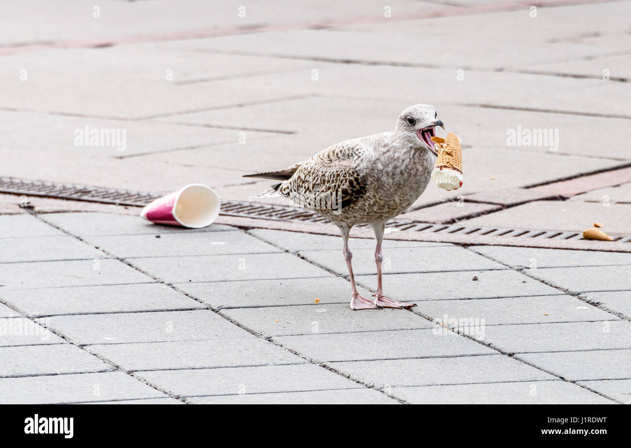 Bird eating ice cream Stock Photo - Alamy