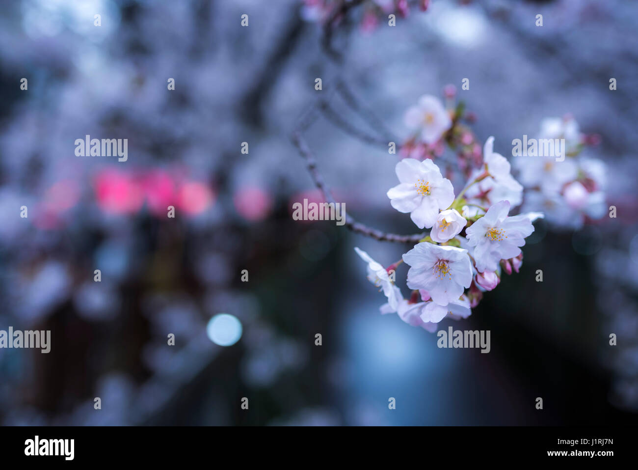 Cherry blossom, Meguro River, Meguro-Ku, Tokyo, Japan Stock Photo - Alamy