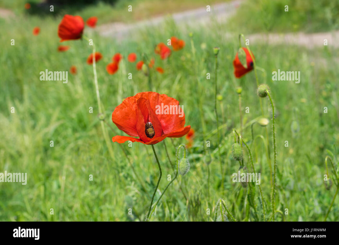 Red beautiful wild poppies hi-res stock photography and images - Alamy