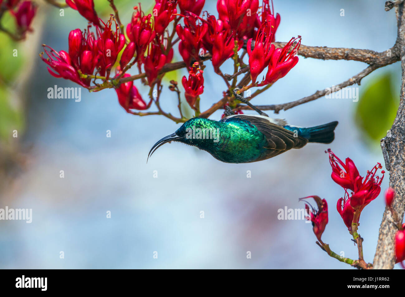White-breasted sunbird in Kruger national park, South Africa ; Specie ...