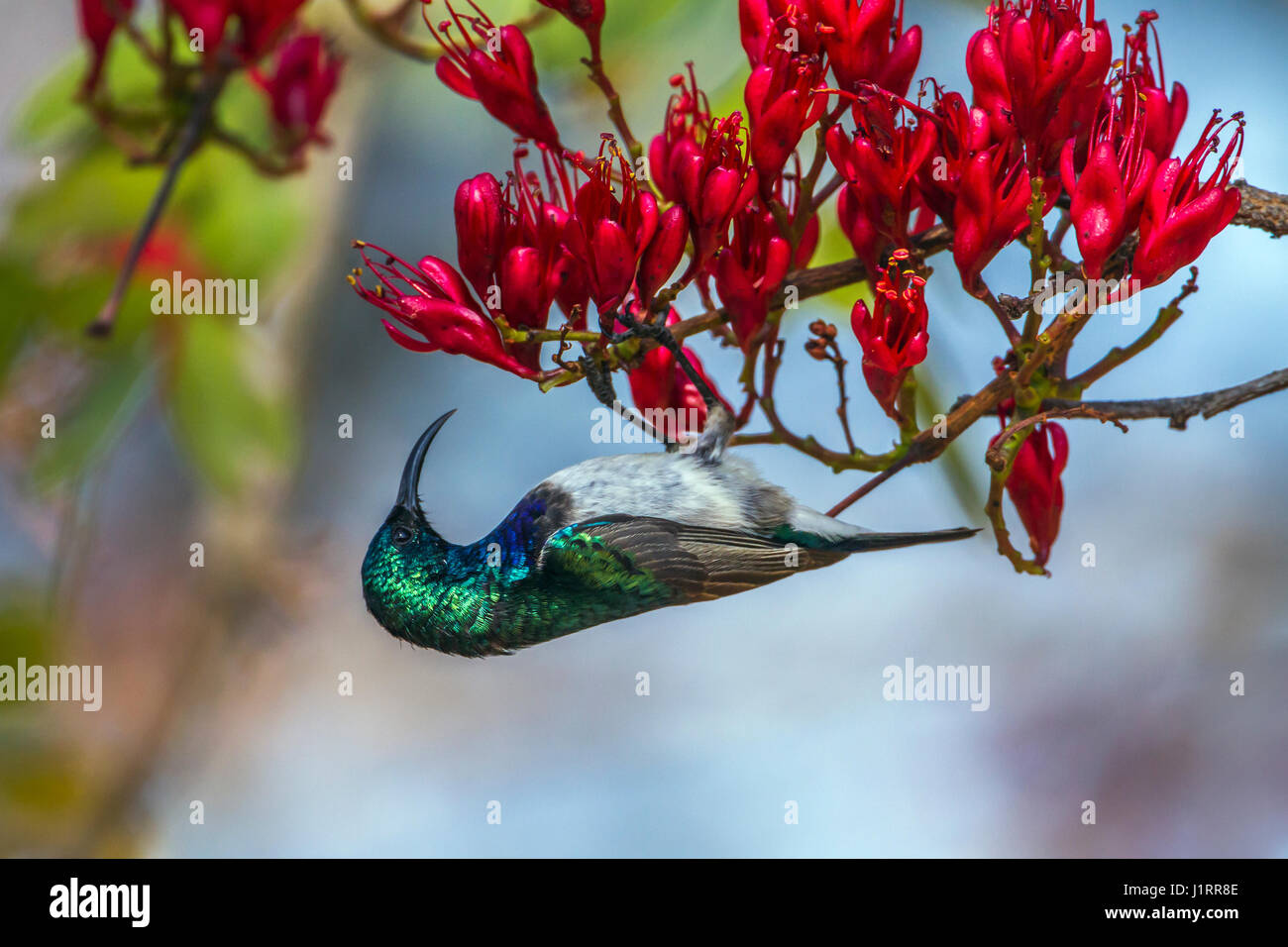 White-breasted sunbird in Kruger national park, South Africa ; Specie ...