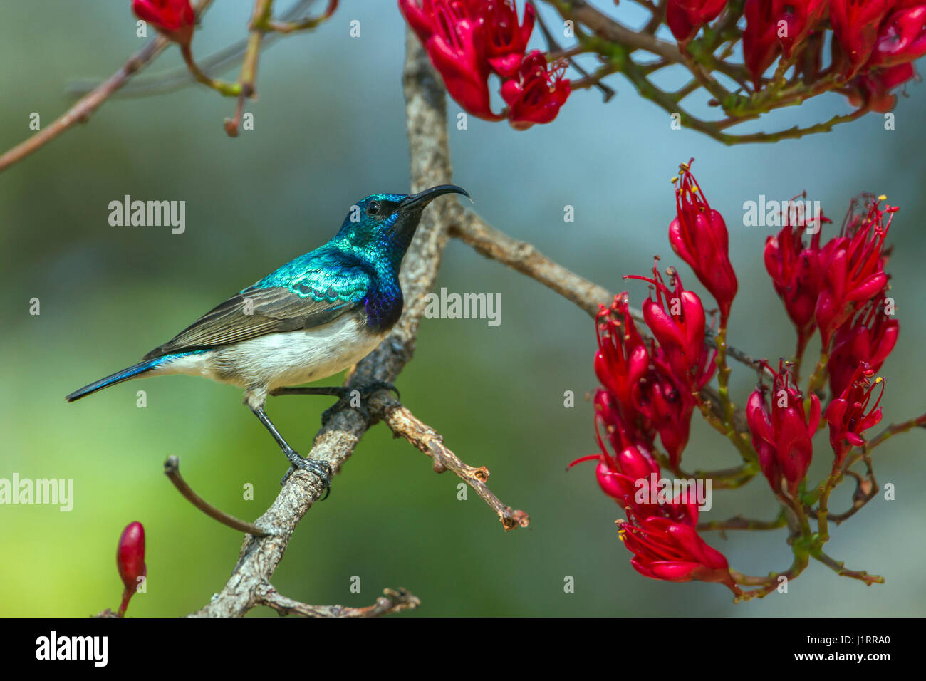 White-breasted sunbird in Kruger national park, South Africa ; Specie ...