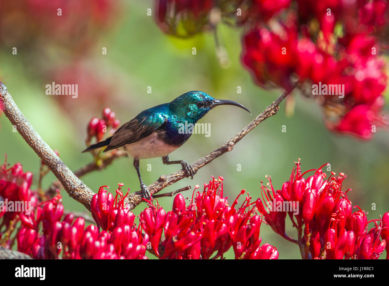 White-breasted sunbird in Kruger national park, South Africa ; Specie ...