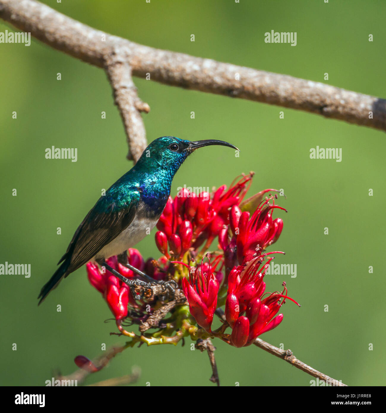 White-breasted sunbird in Kruger national park, South Africa ; Specie ...