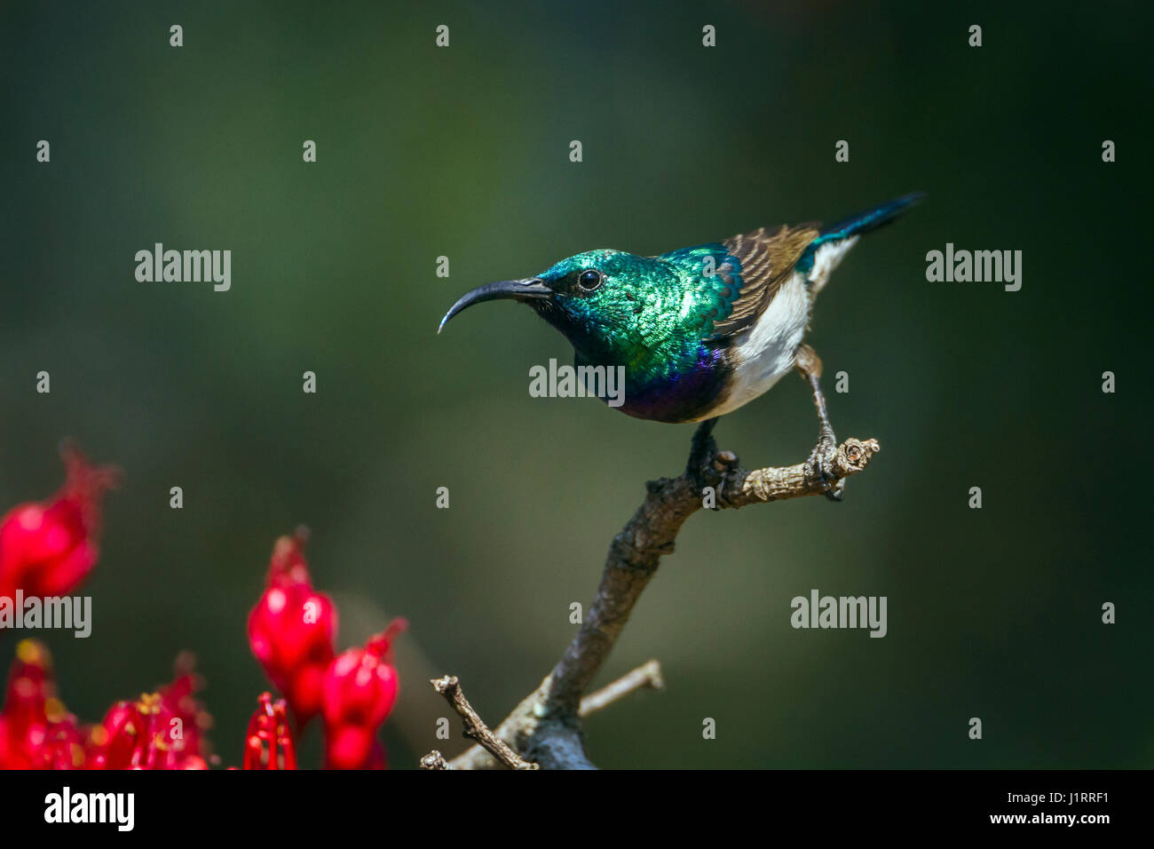 White-breasted sunbird in Kruger national park, South Africa ; Specie ...