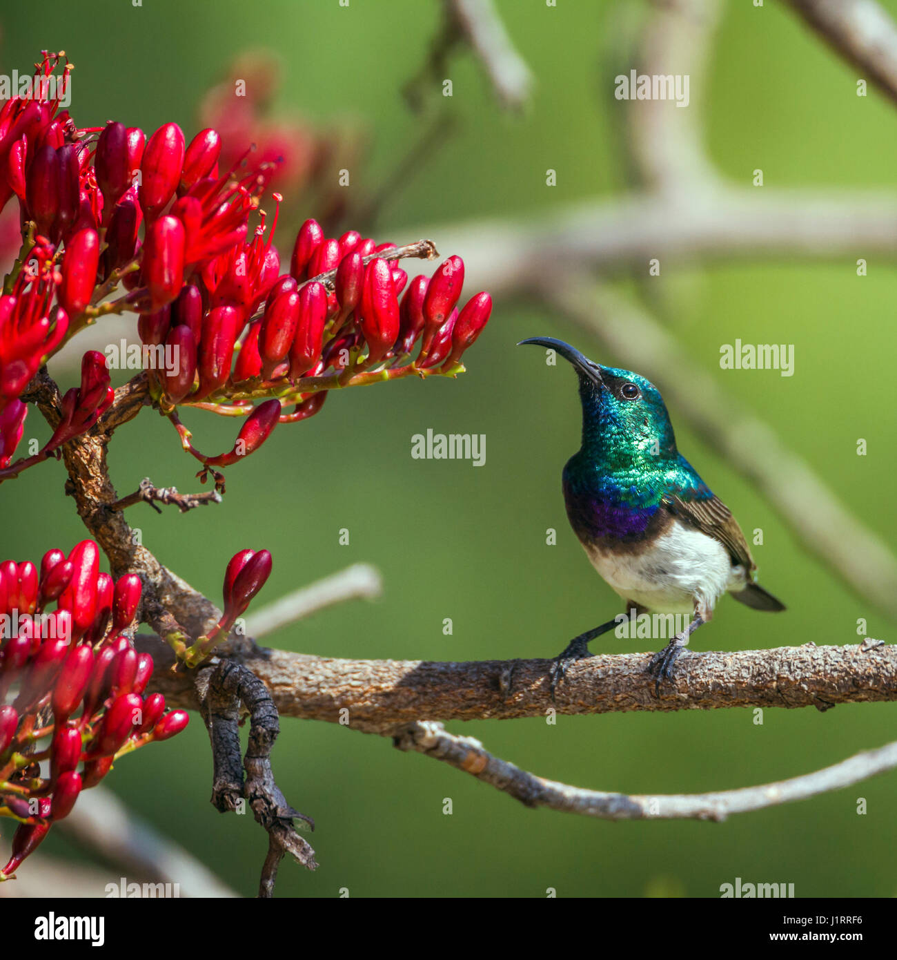 White-breasted sunbird in Kruger national park, South Africa ; Specie ...