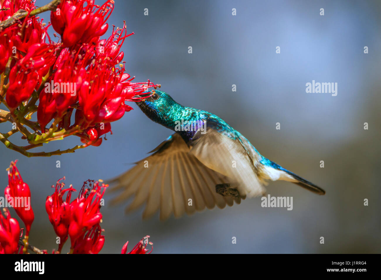 White-breasted sunbird in Kruger national park, South Africa ; Specie ...